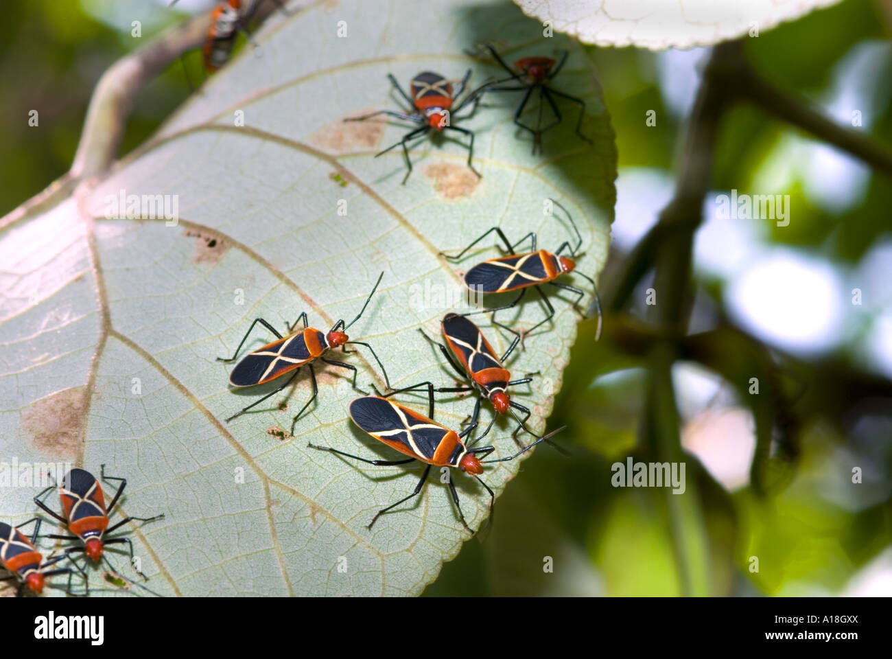 Cottonstainers hi-res stock photography and images - Alamy