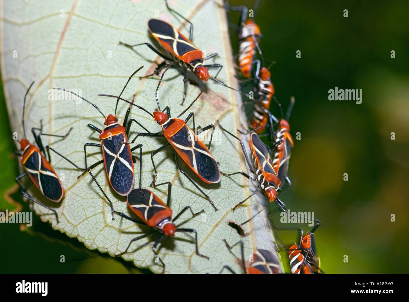 CottonStainers cotton stainer bug stainers Dysdercus decussatus marine ...
