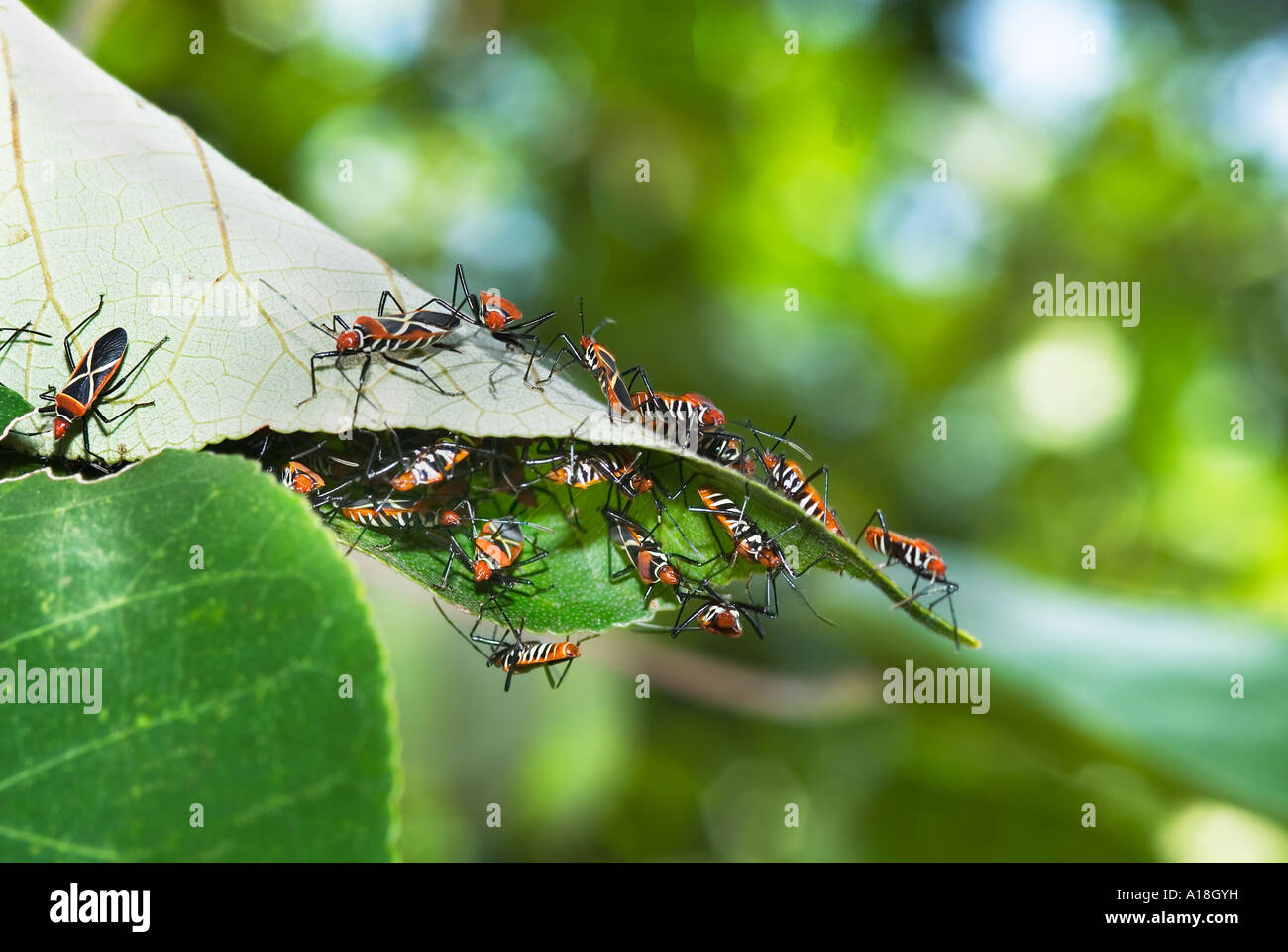 CottonStainers cotton stainer bug stainers Dysdercus decussatus marine ...
