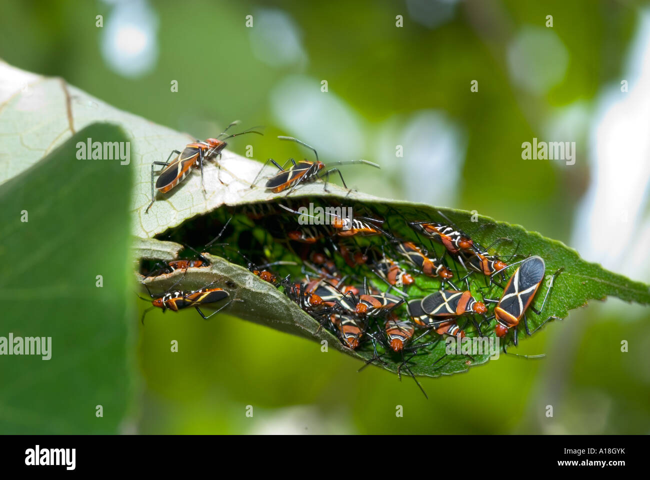 Cottonstainers hi-res stock photography and images - Alamy