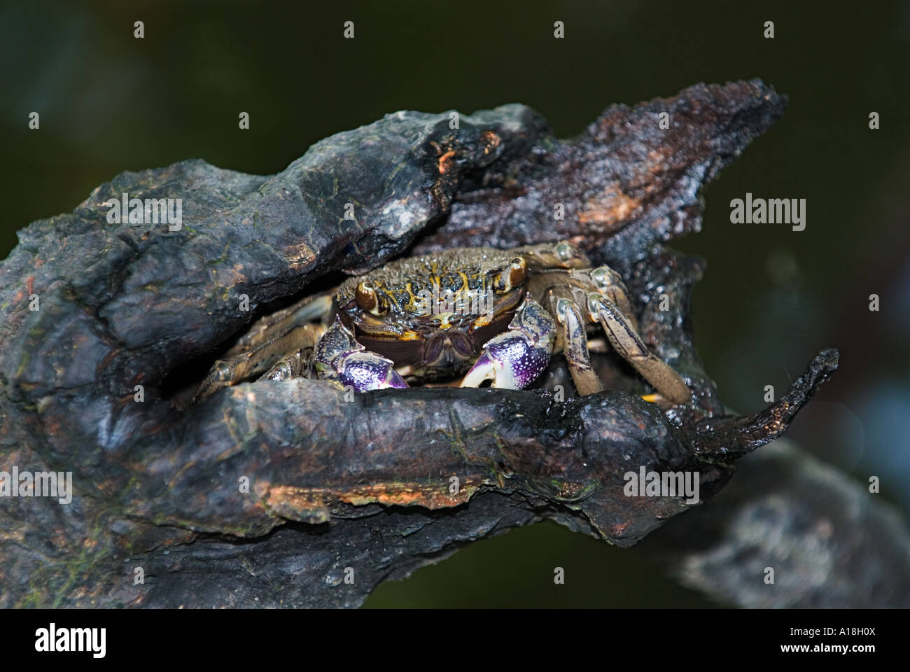 crab in the roots mangrove forest marine ecosystem SUNGEI BULOH WETLAND ...