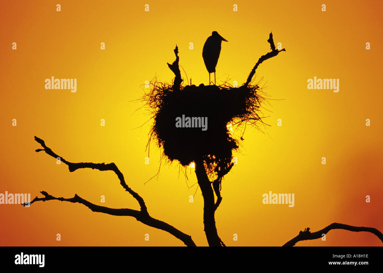 Glow nests hi-res stock photography and images - Alamy