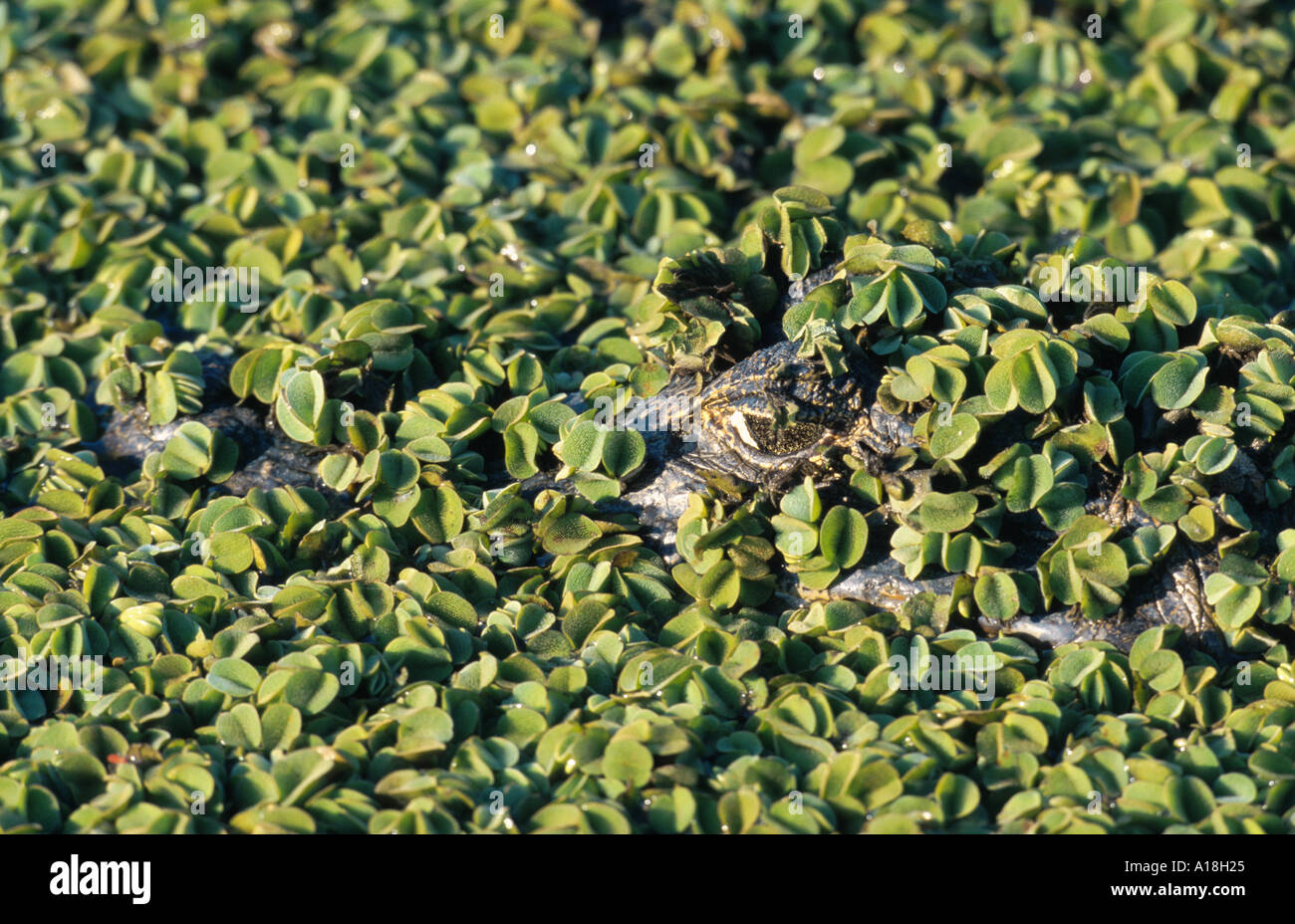spectacled caiman (Caiman crocodilus), eye amongst water plants ...