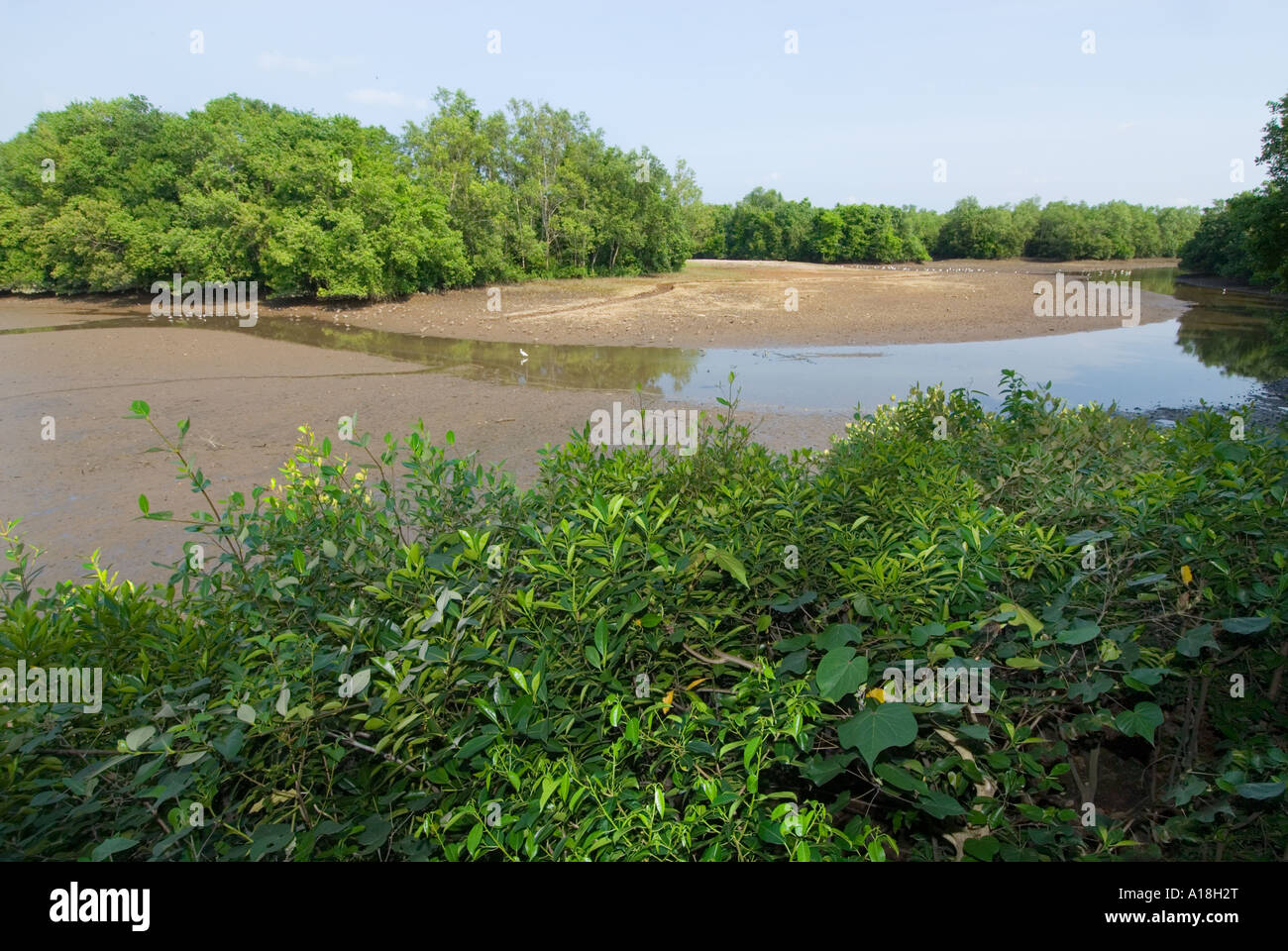 mangrove dump landscape Wildlife observation at Sungei Buloh WETLAND ...