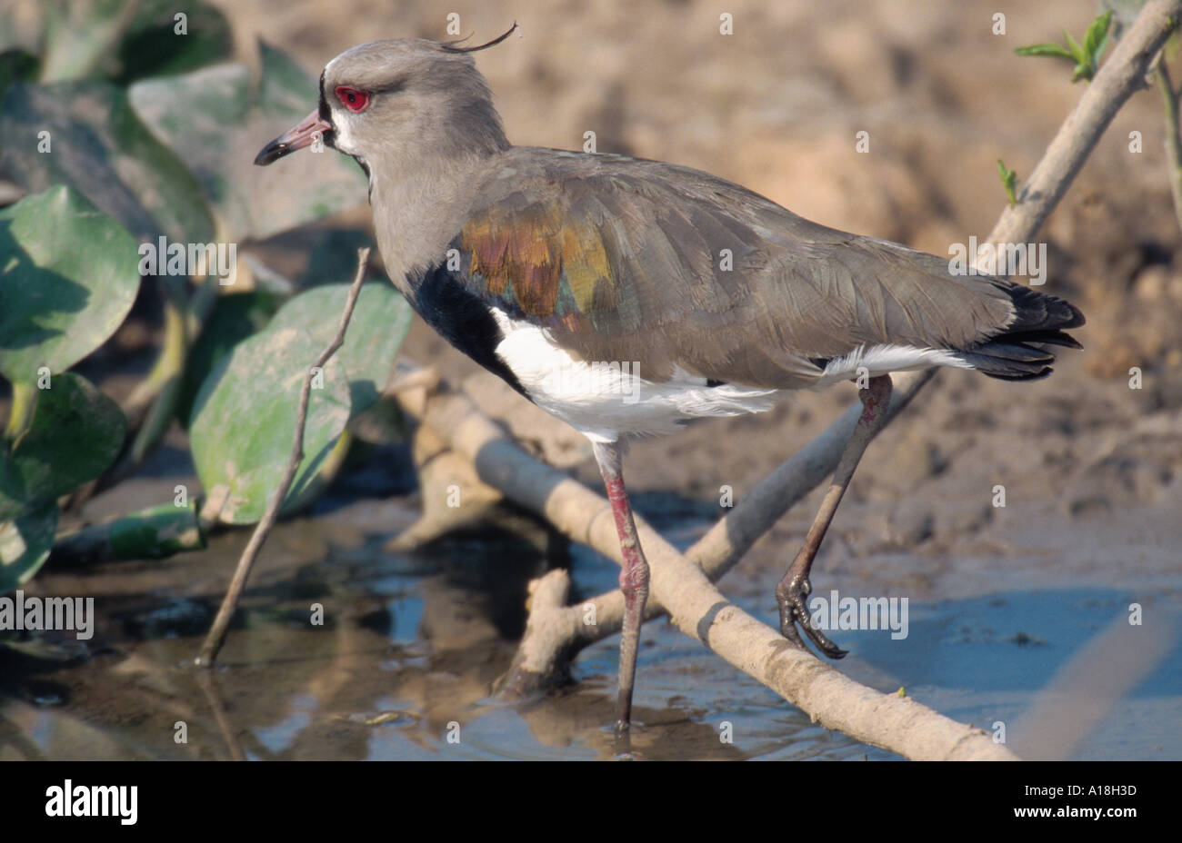 Southern lapwings vanellus chilensis hi-res stock photography and images - Alamy