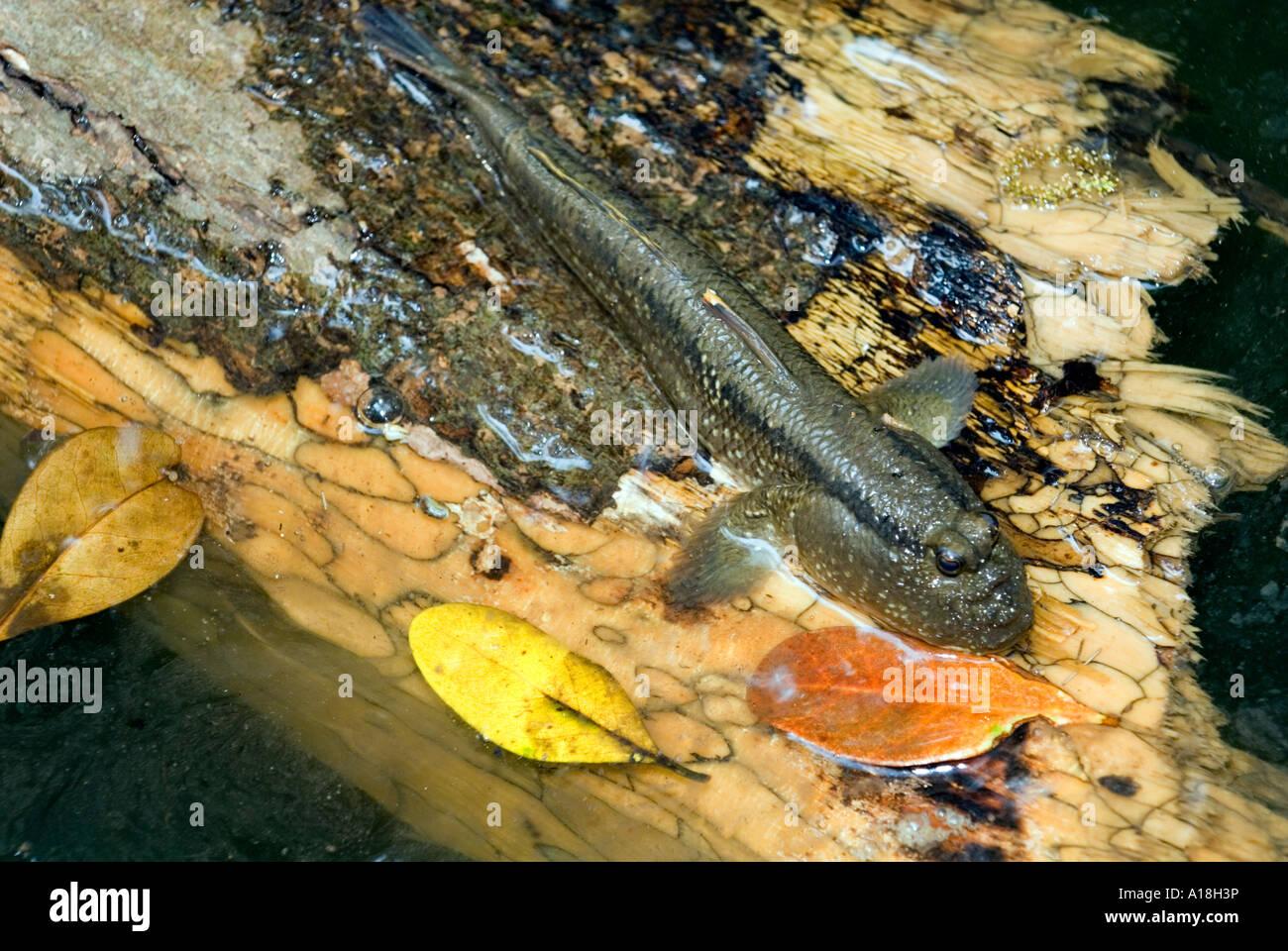 Giant Mudskipper Periophthalmodon schlosseri wildlife wild wilderness ...