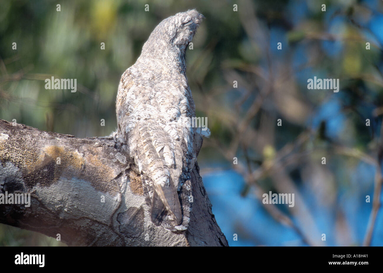 great potoo (Nyctibius grandis), sitting on a trunk, sleeping Stock ...