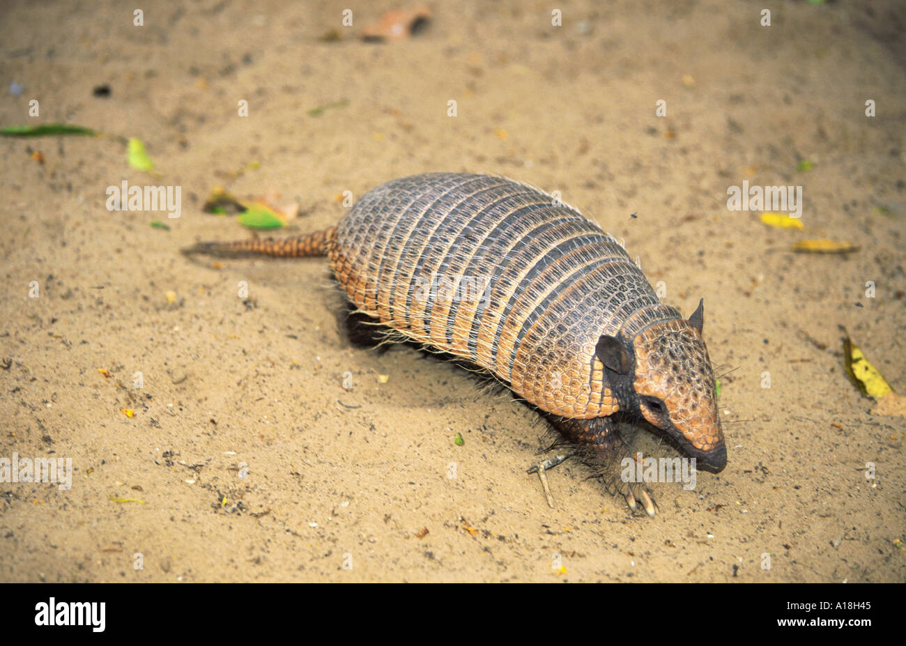 Xenarthrans hi-res stock photography and images - Alamy