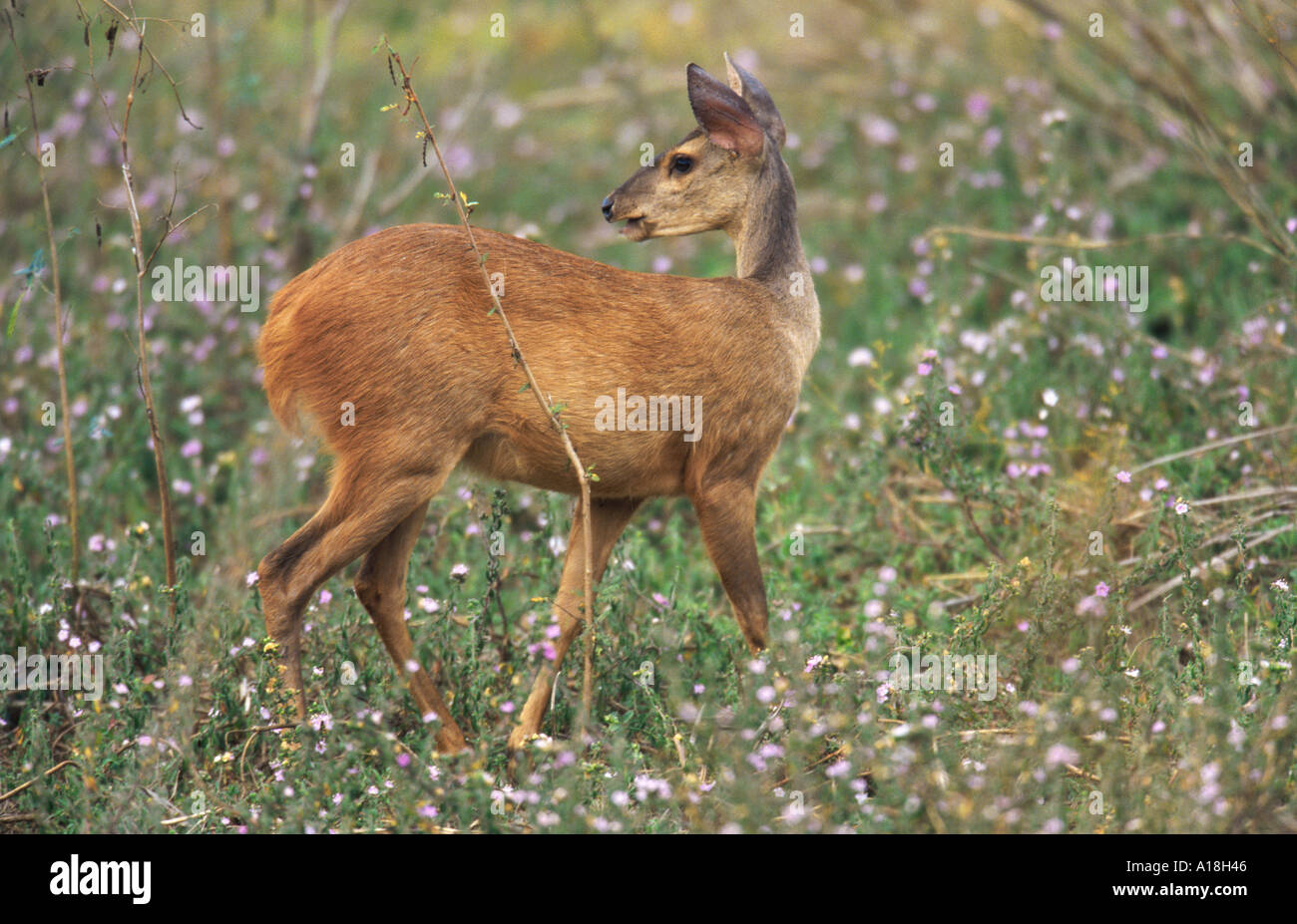 marsh deer (Blastocerus dichotomus, Odocoileus dichotomus), looking ...