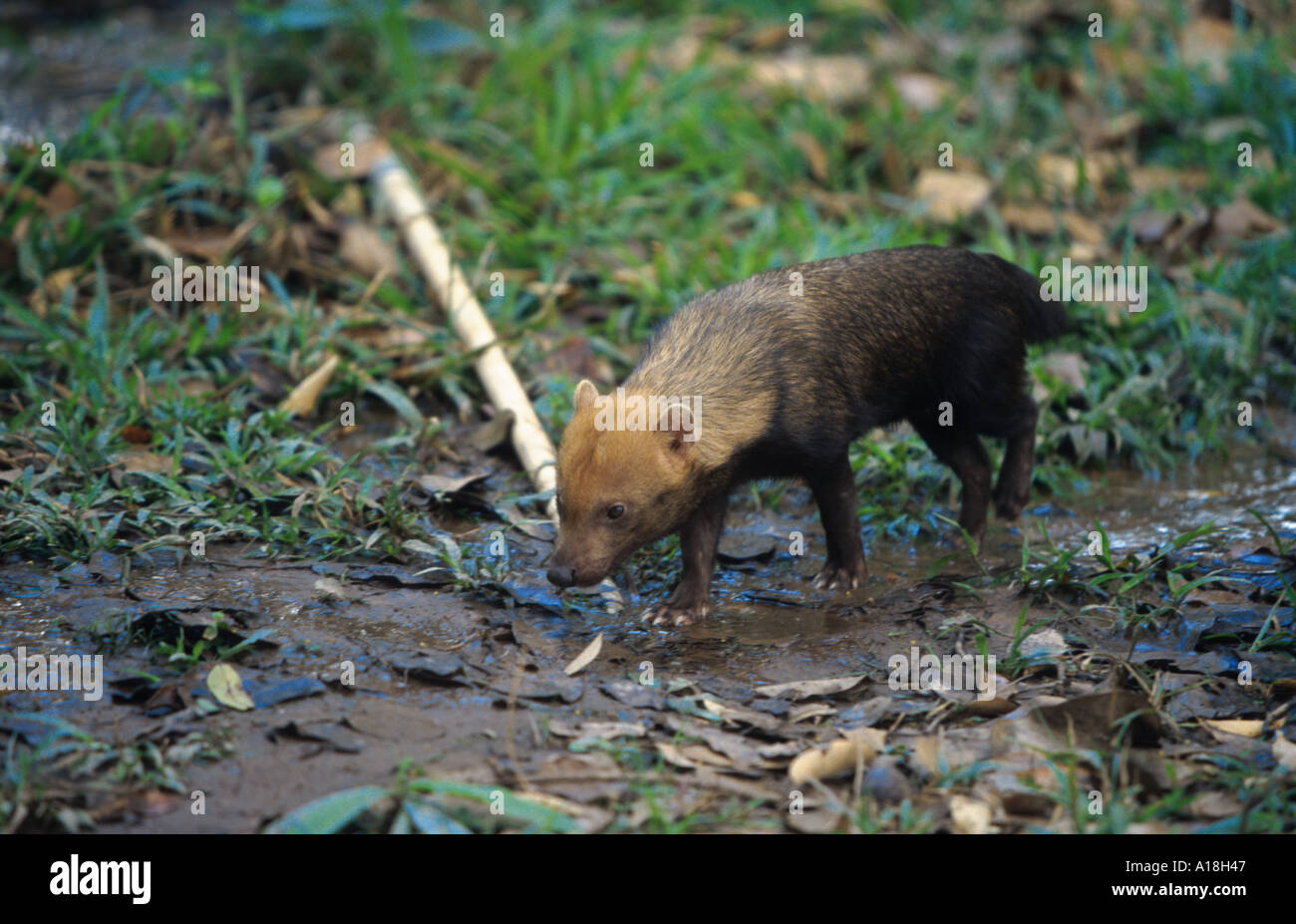 Speothos venaticus hi-res stock photography and images - Alamy