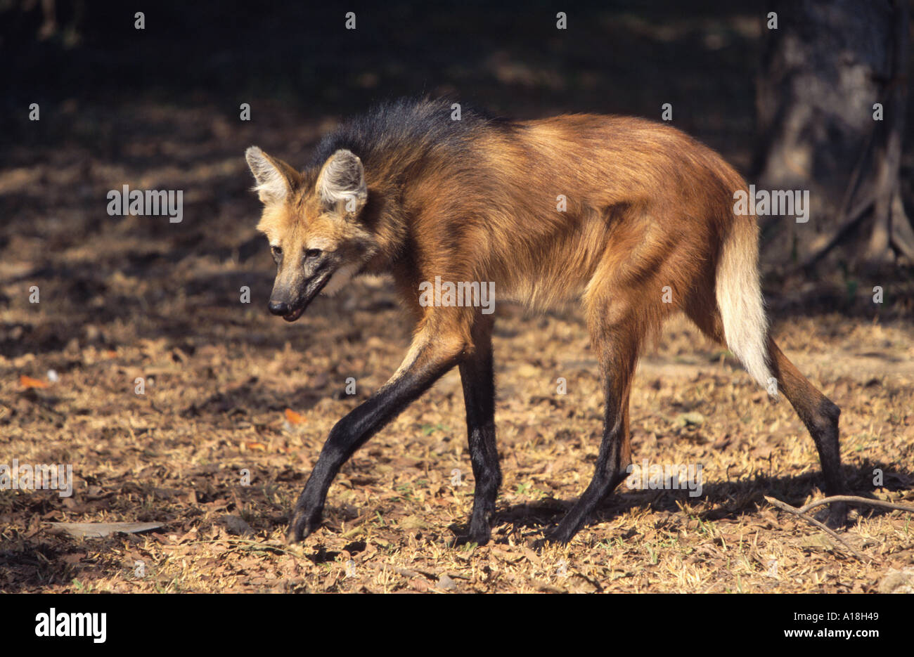 maned wolf (Chrysocyon brachyurus), walking, has the longstes legs of ...