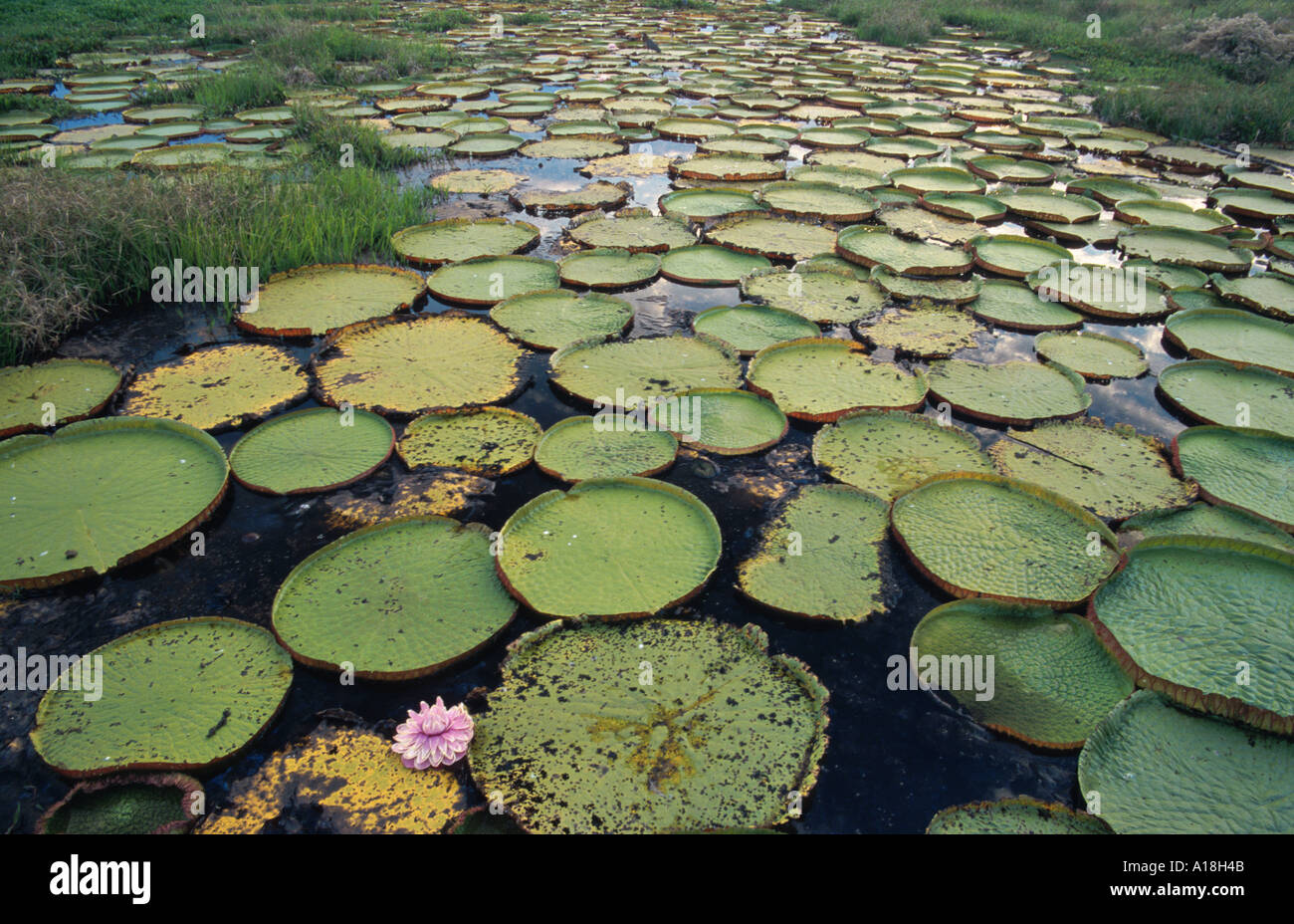 giant water lily, Amzon water lily (Victoria amazonica, Victoria regia ...