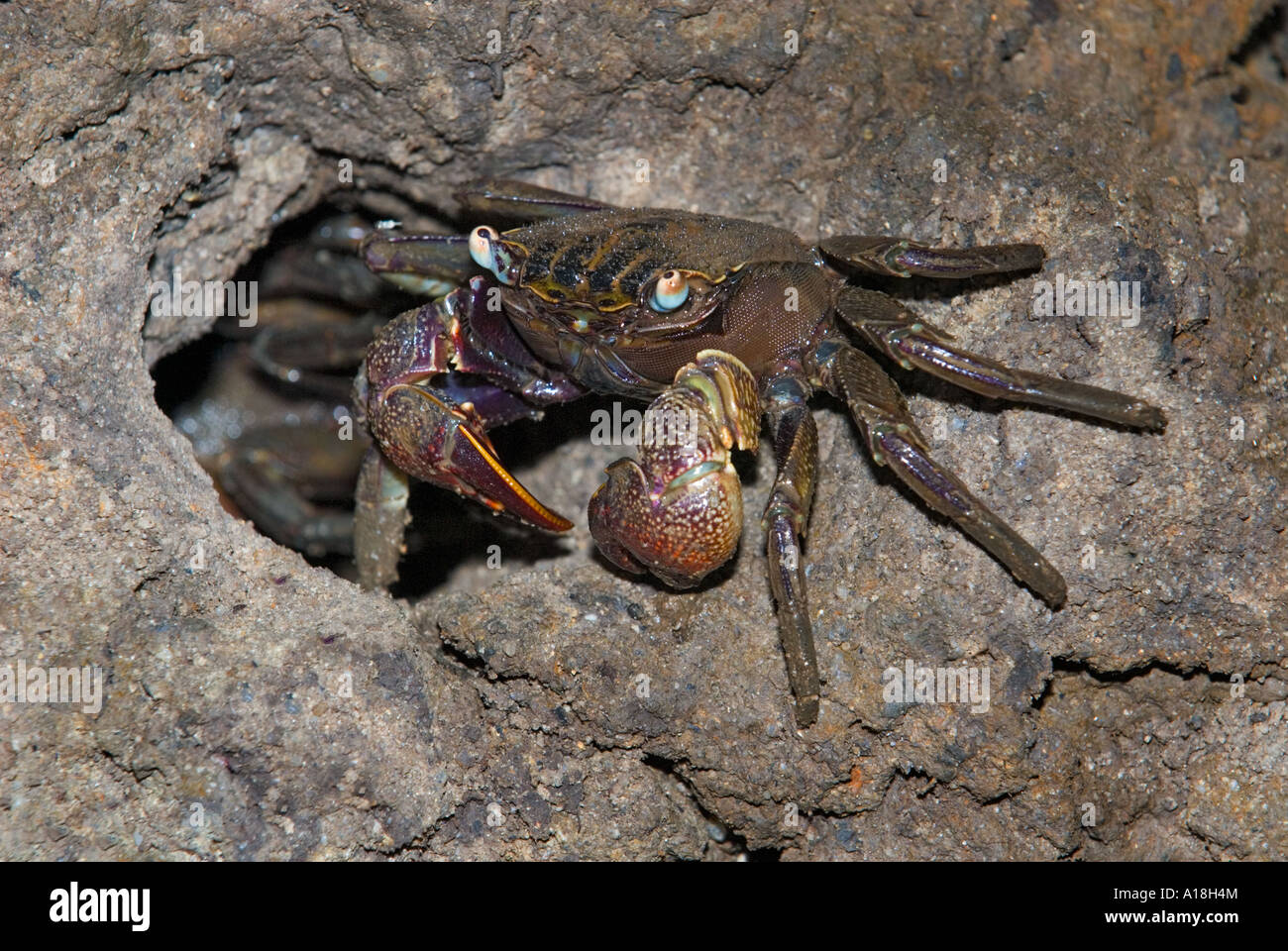 crab in the roots mangrove forest marine ecosystem SUNGEI BULOH WETLAND ...
