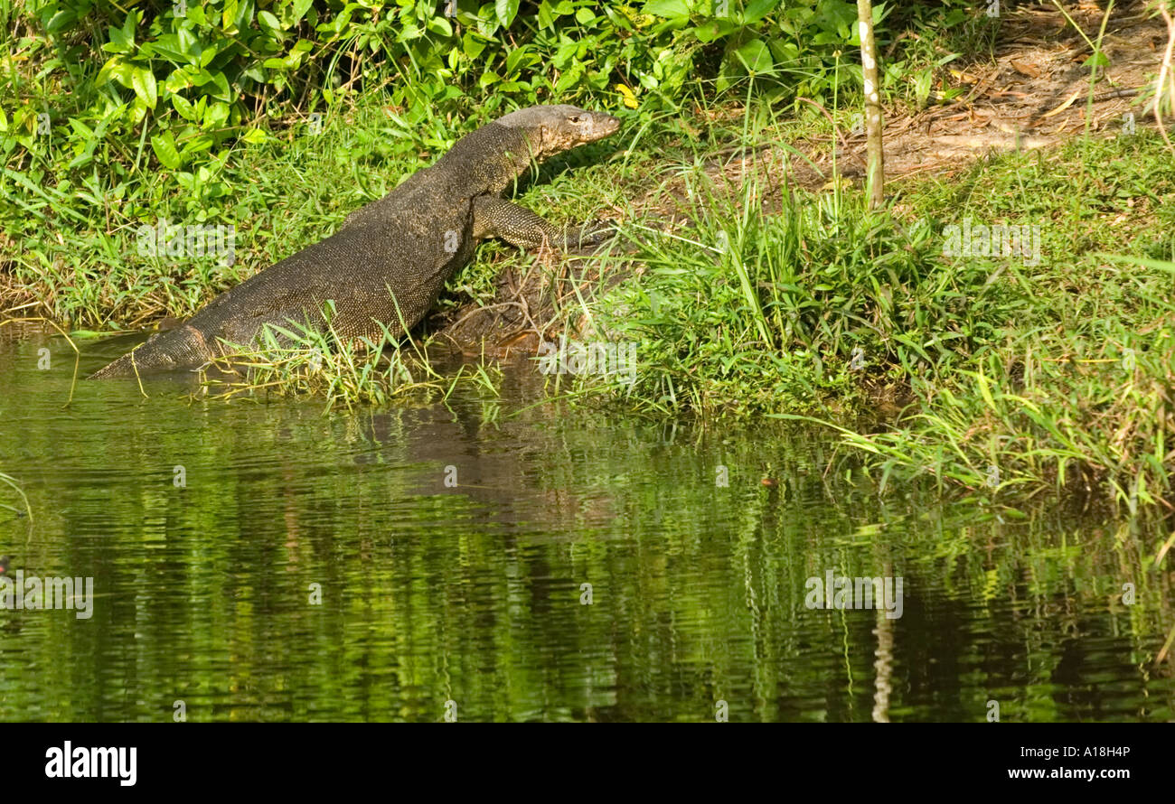 waran varan Malayan Monitor Lizards Varanus salvator rainforest forest ...