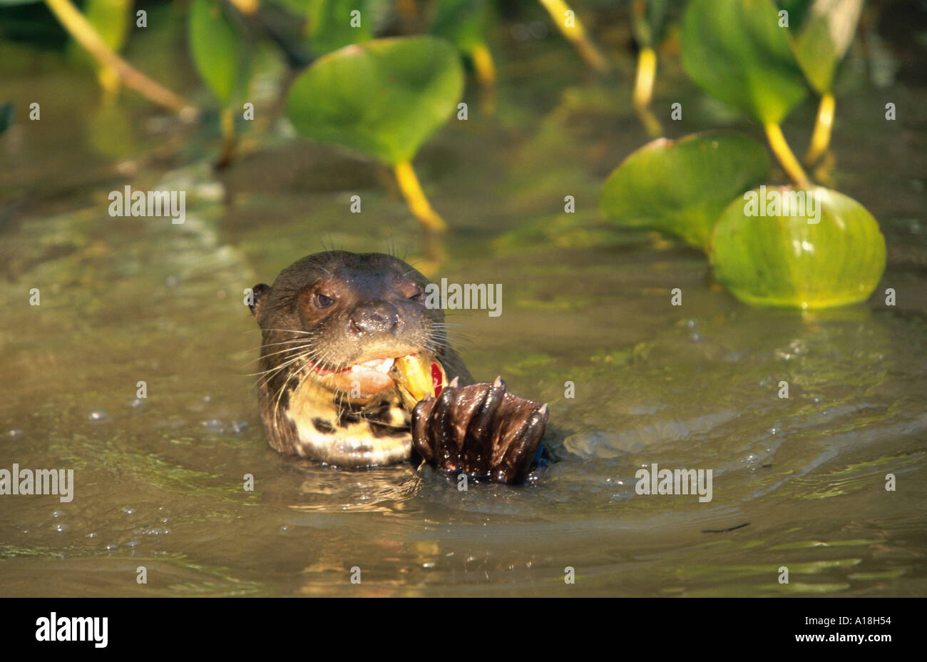 giant otter (Pteronura brasiliensis), portrait, feeding his prey Stock ...