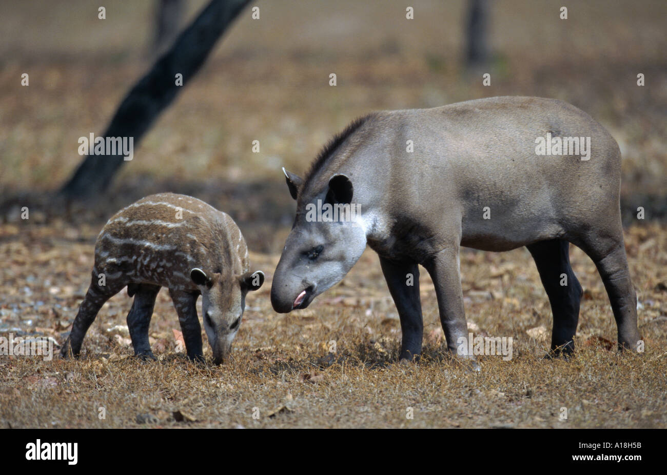 Brazilian tapir, South American tapir (Tapirus terrestris), mother with ...