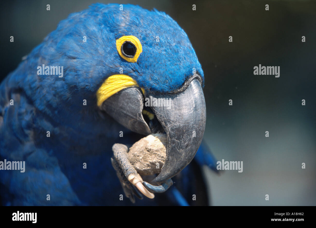 hyacinth macaw (Anodorhynchus hyacinthinus), portrait, using his claws ...