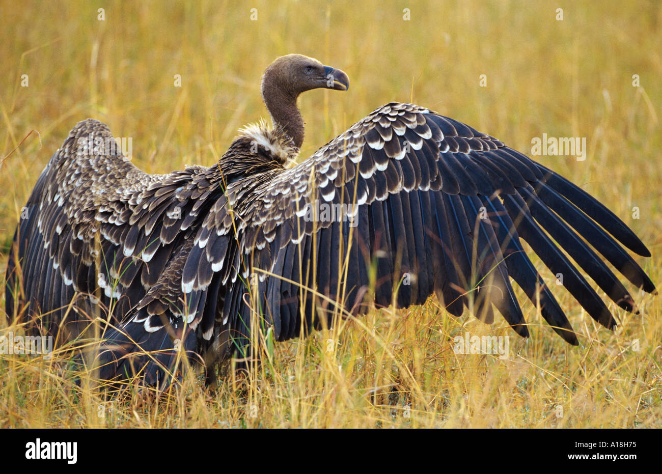 Ruppel's griffon, Rueppells griffon vulture (Gyps rueppelli), drying ...