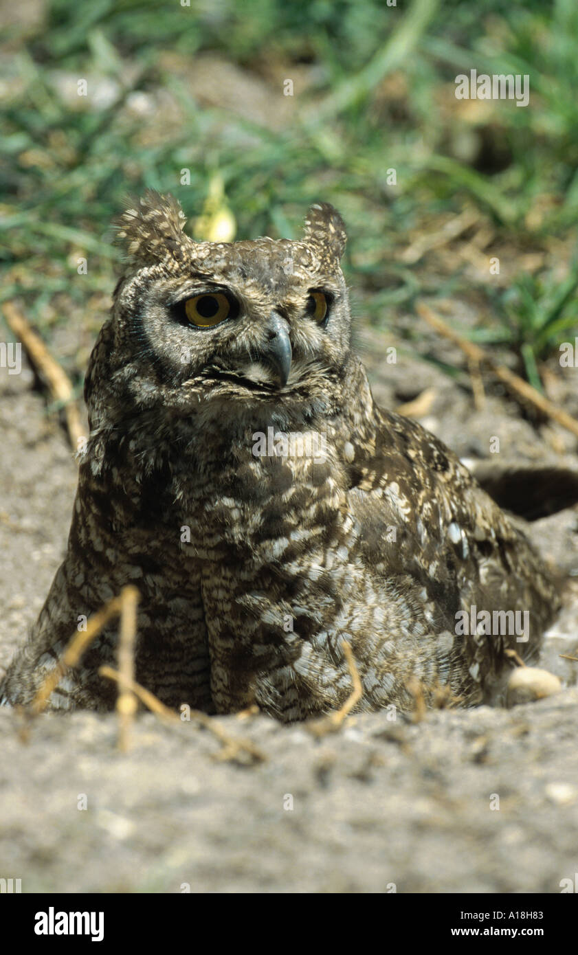 Cape eagle owl (Bubo capensis), sitting on ground, South Africa Stock ...