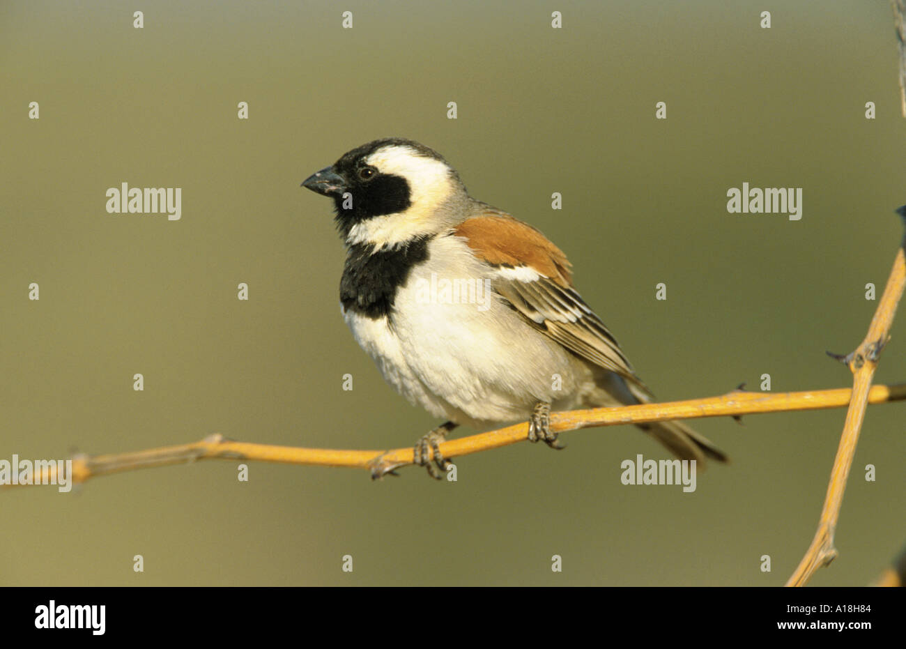 Cape sparrow (Passer melanurus), sitting on twig, South Africa ...