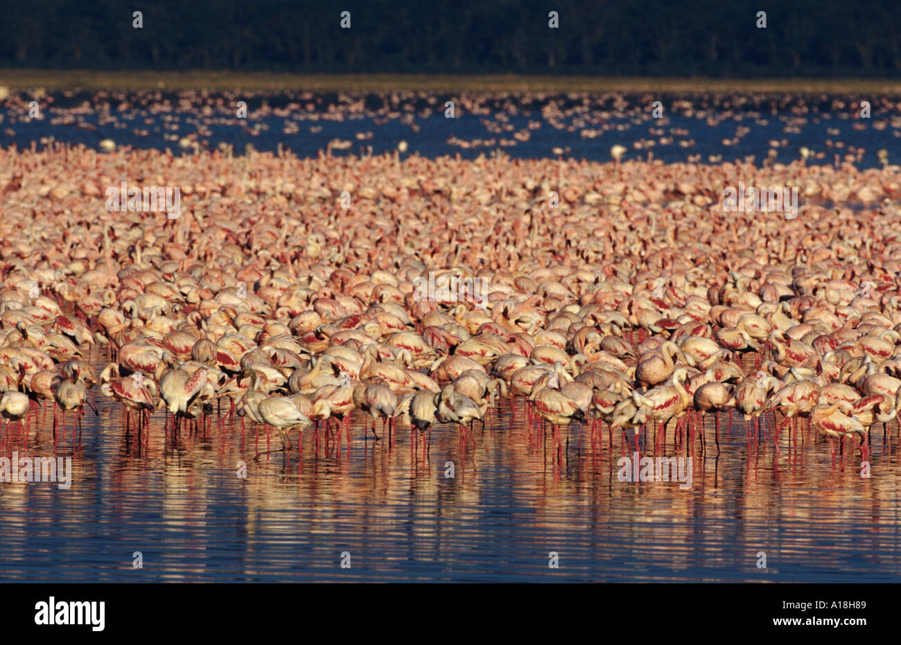 lesser flamingo (Phoenicopterus minor), aggregation, Kenya, Lake Nakuru ...