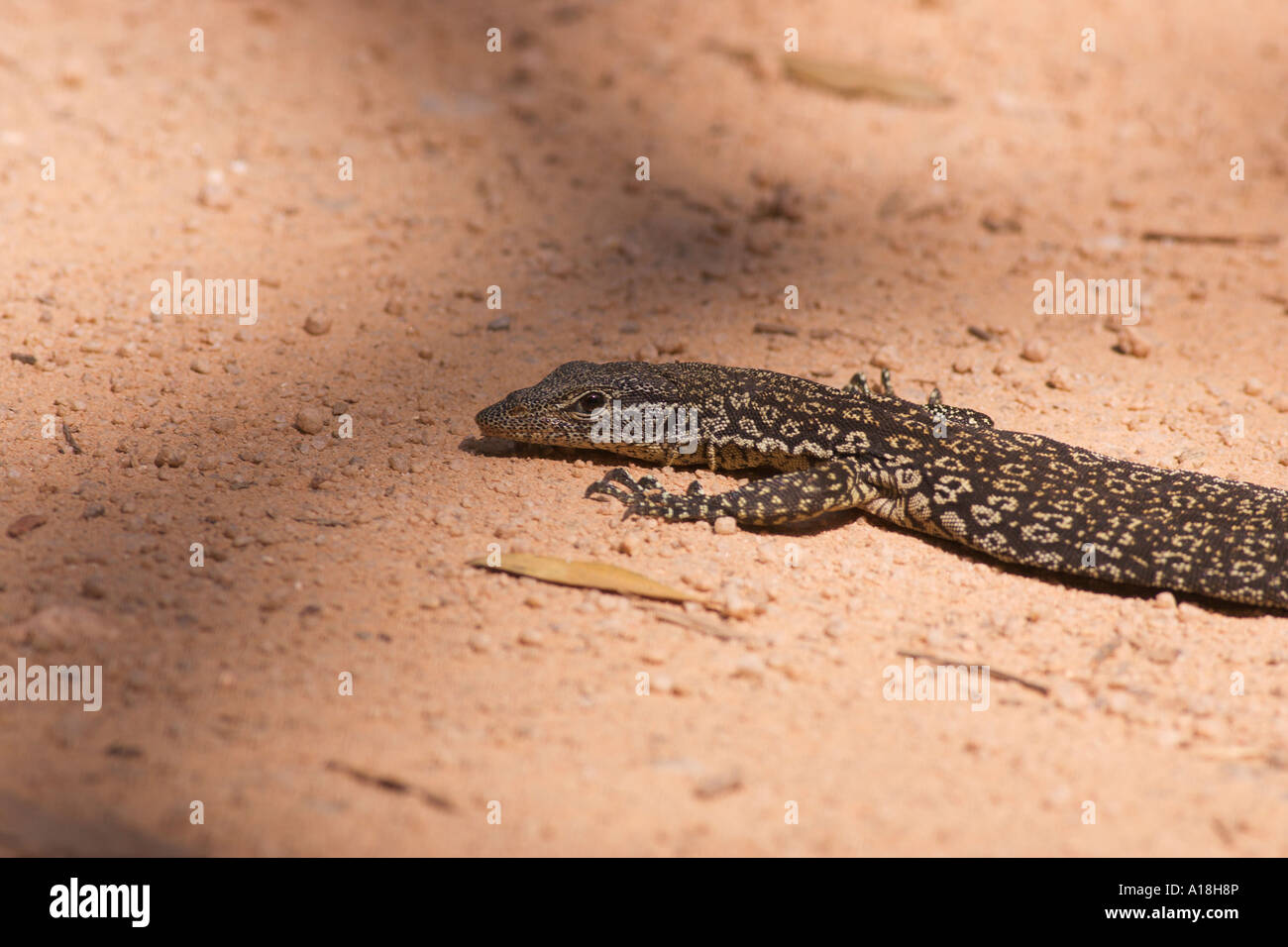 Black headed Monitor Varanus tristis basking on a dirt road Stock Photo ...