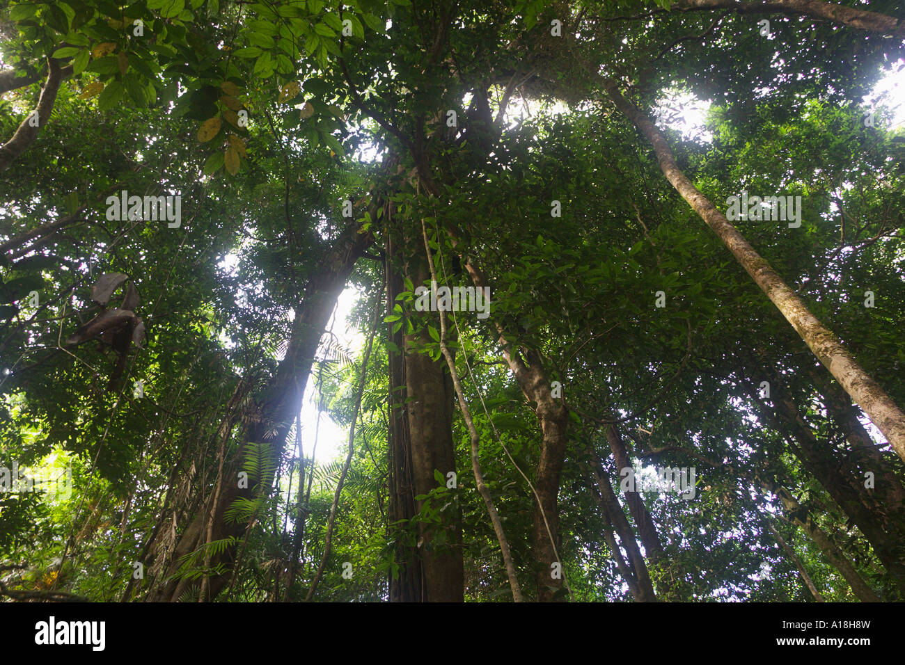 Rainforest canopy Mossman Gorge Daintree National Park Stock Photo - Alamy