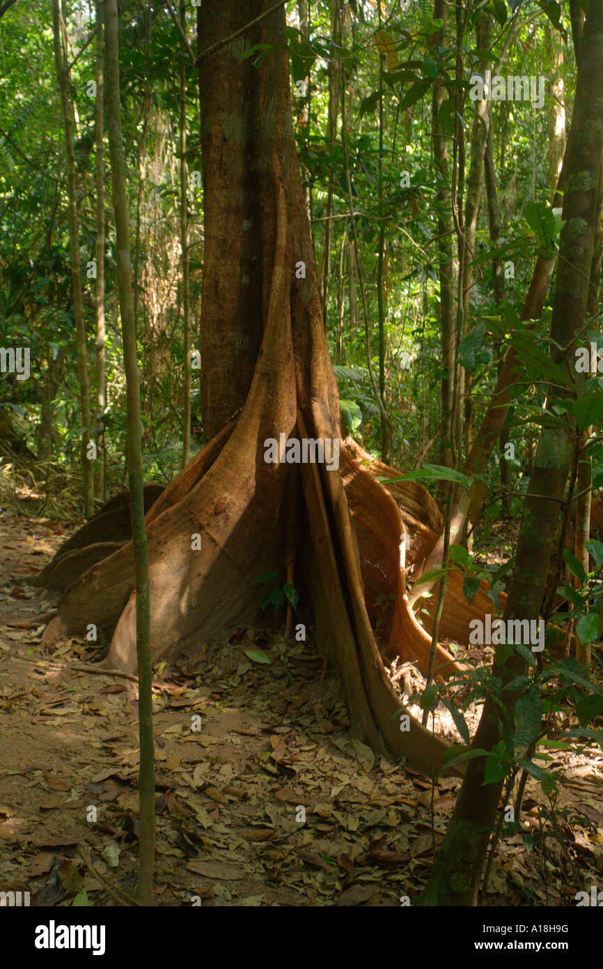 Rainforest tree with buttress roots Mossman Gorge Daintree National ...