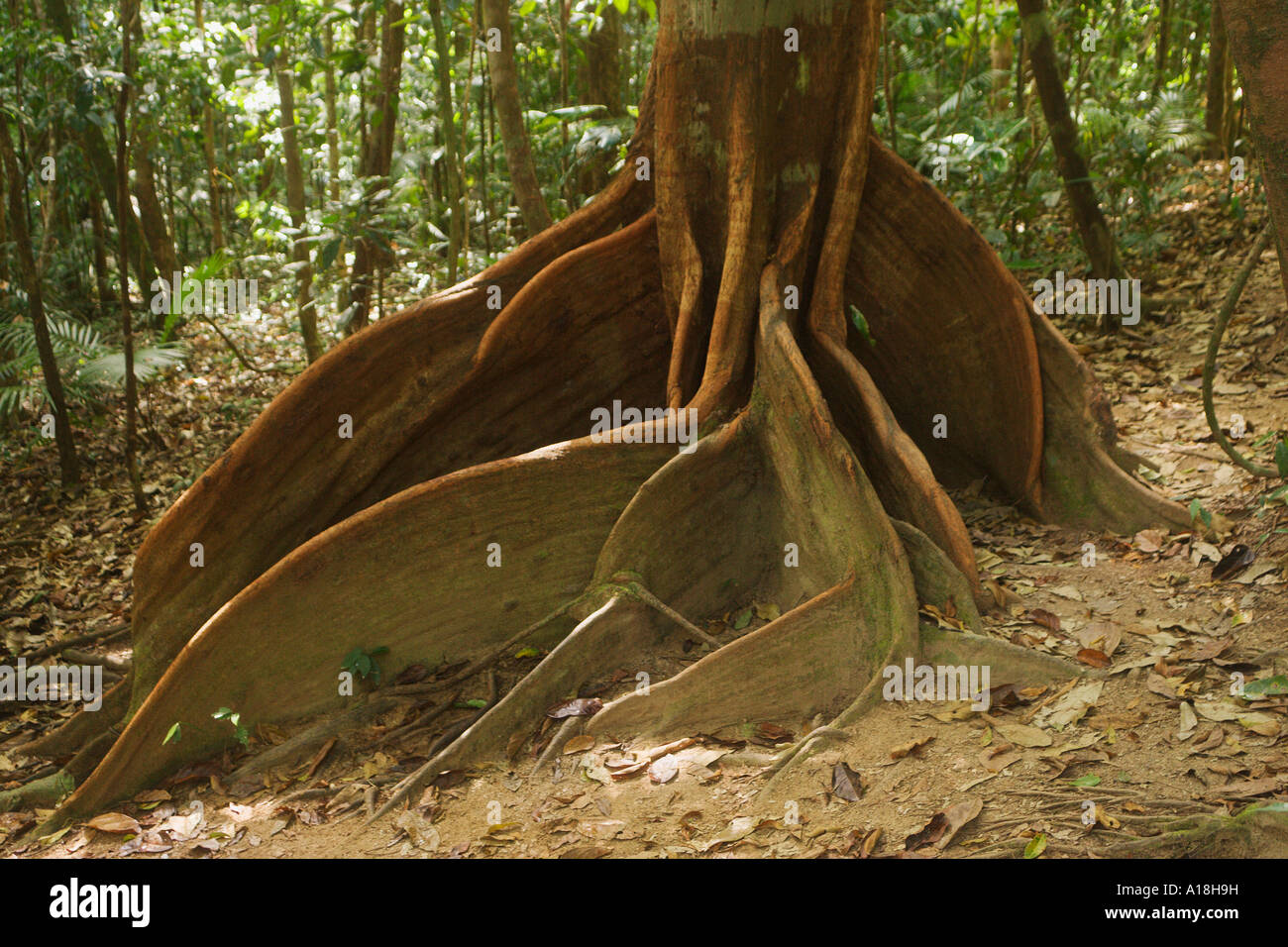 Rainforest tree with buttress roots Mossman Gorge Daintree National ...