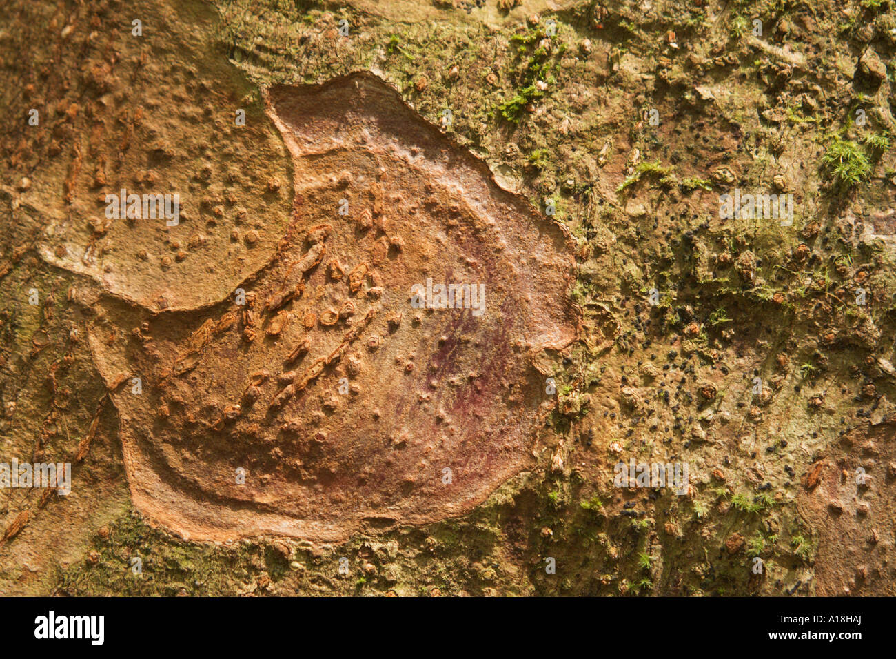 Bark detail on rainforest tree Mossman Gorge Daintree National Park ...