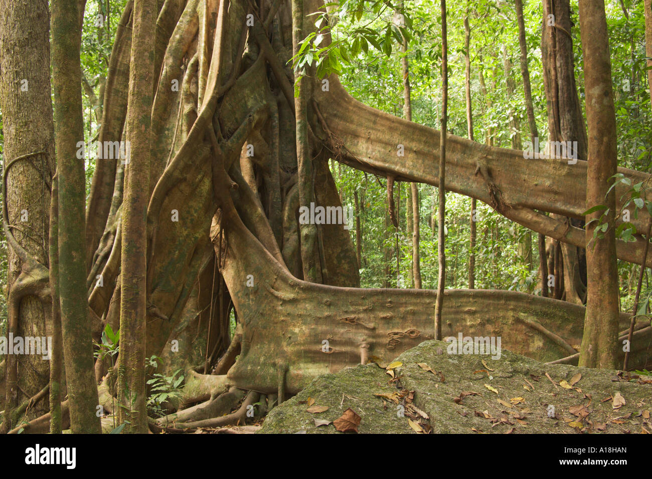 Strangler fig tree with buttress roots Mossman Gorge Daintree National ...