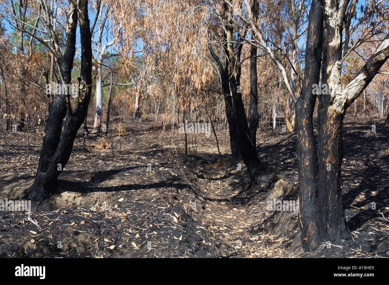 Eucalyptus forest recovery from hi-res stock photography and images - Alamy