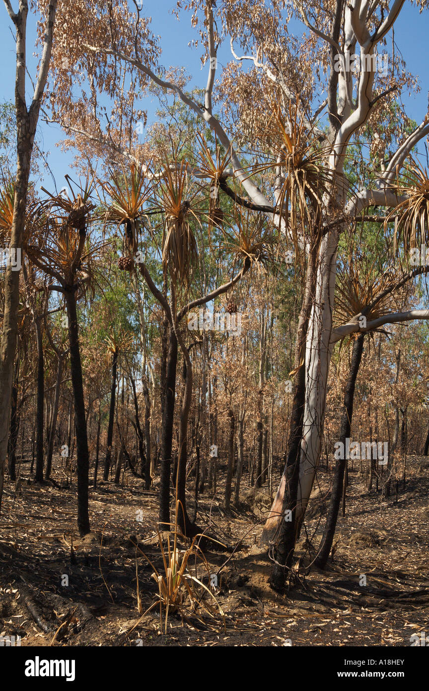 Trees recovering from recent forest fire Stock Photo - Alamy