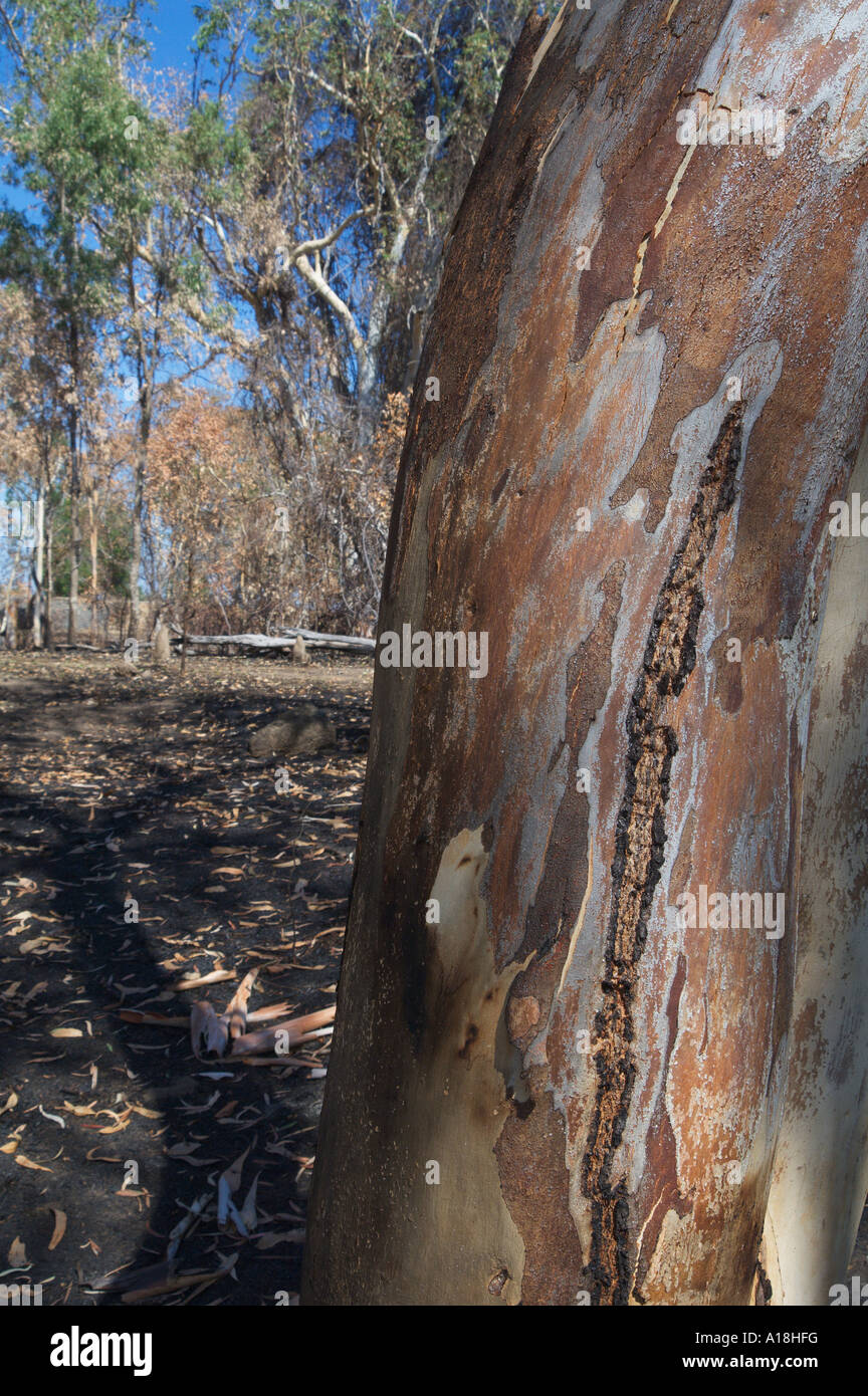 Eucalyptus tree trunk showing peeling bark Queensland Australia Stock ...