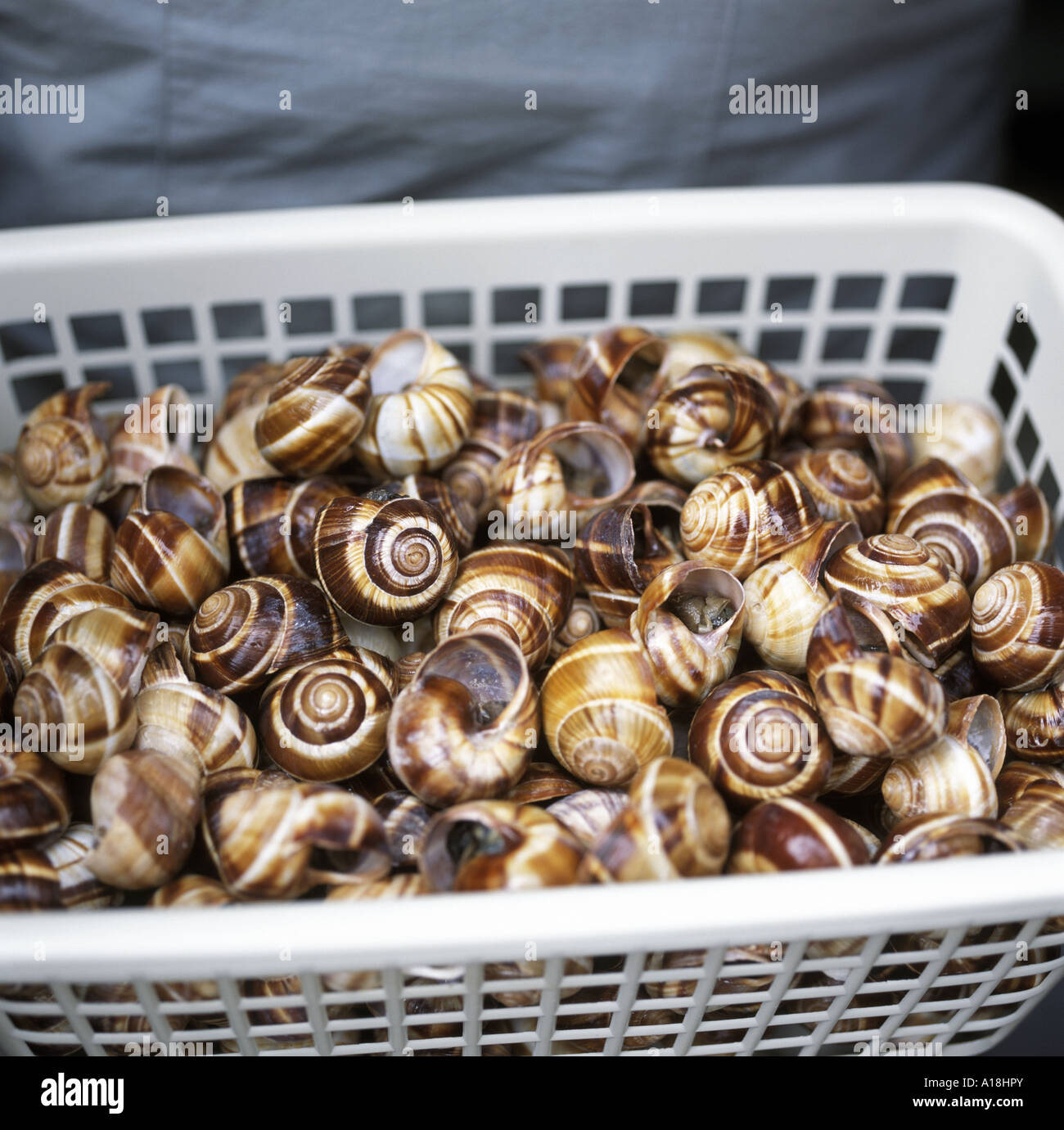 Snail shells at L'Escargot Anglais snail farm Credenhill Herefordshire ...