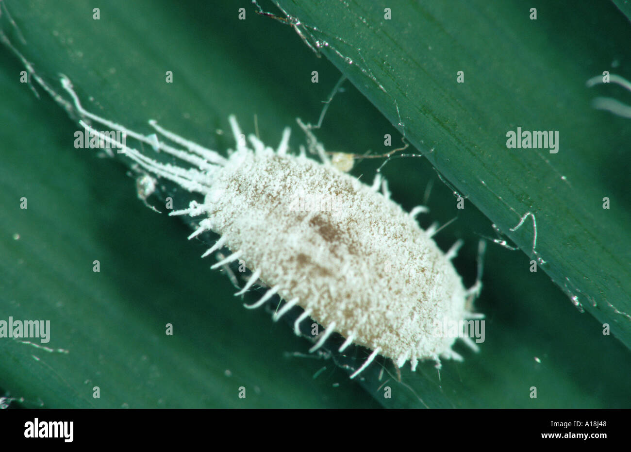 Pseudococcus Citri High Resolution Stock Photography and Images - Alamy