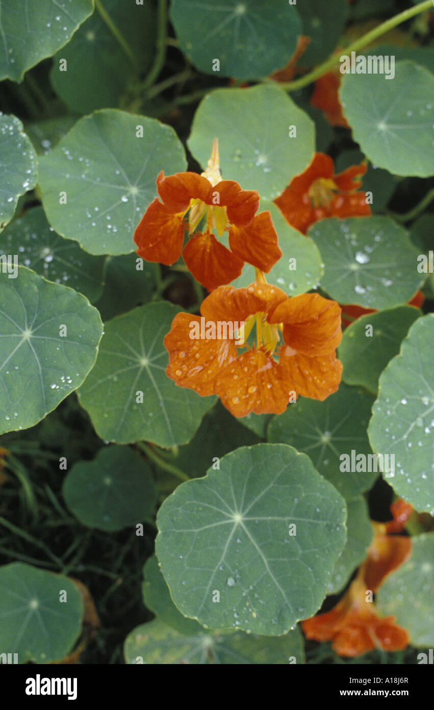 Nasturtium Tropaeolum majus flower Stock Photo - Alamy