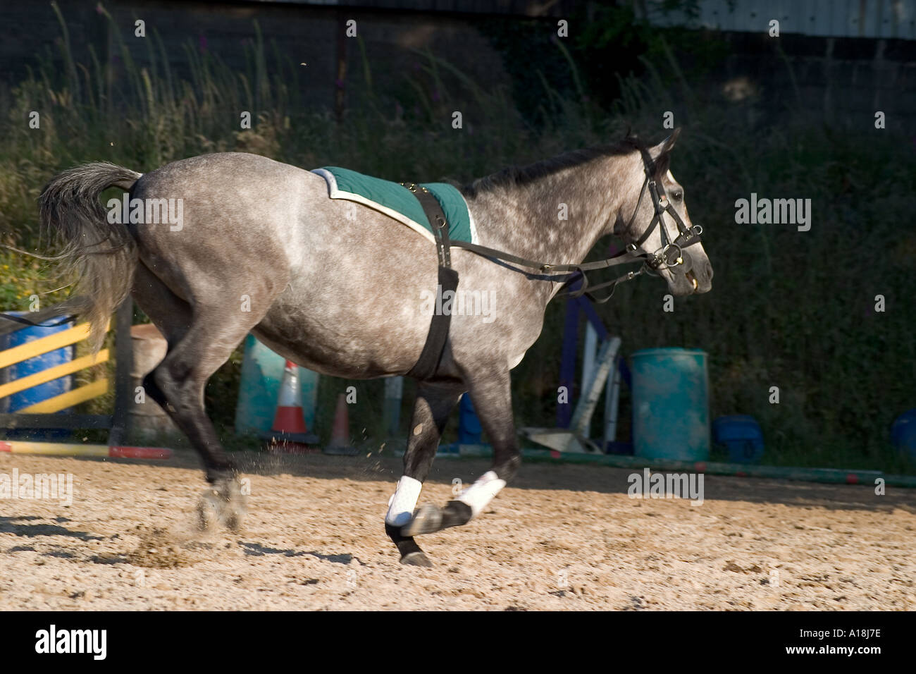 Lungeing horse hi-res stock photography and images - Alamy