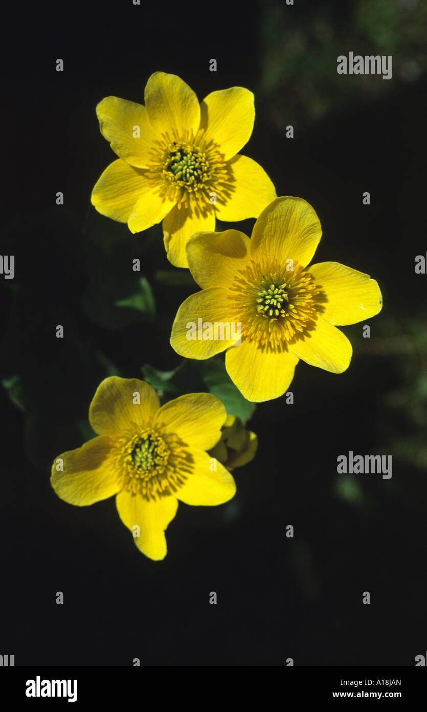 Three yellow flowers Stock Photo - Alamy