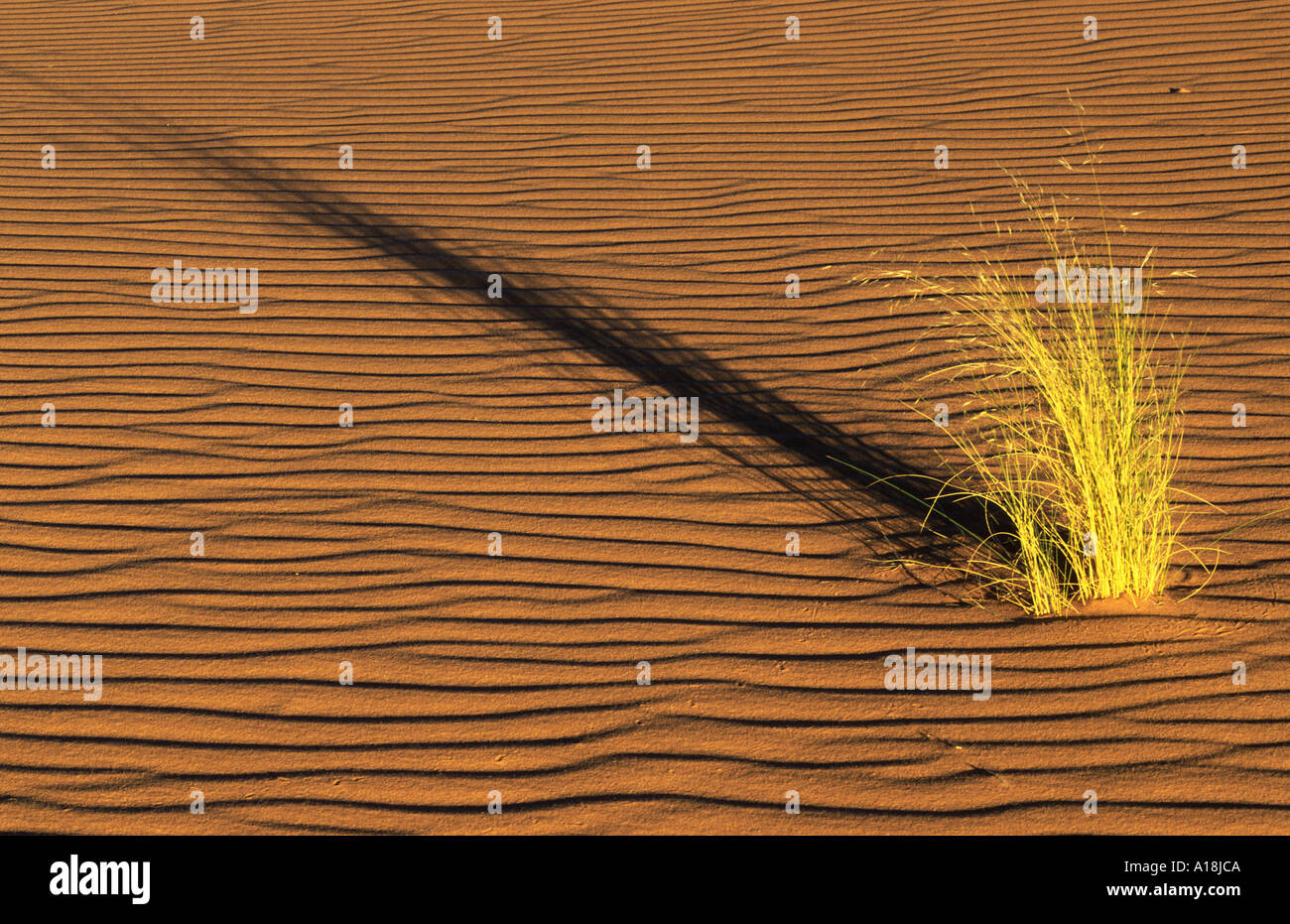 Desert-plant, Libya, Erg Murzuk, Sahara Stock Photo - Alamy