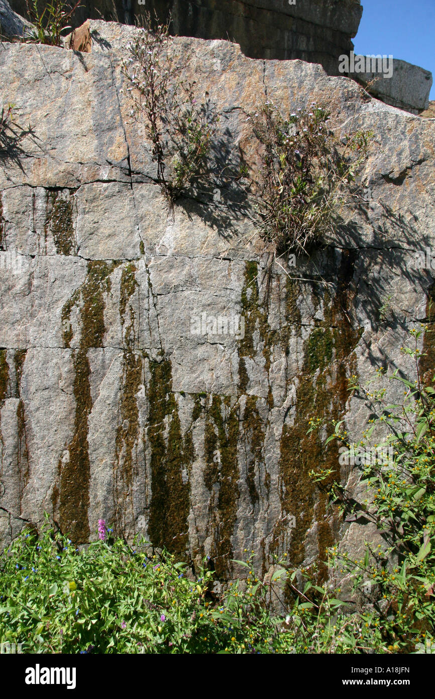 Plants growing in cracks in rocks. Cathedral Rocks, Rockport ...