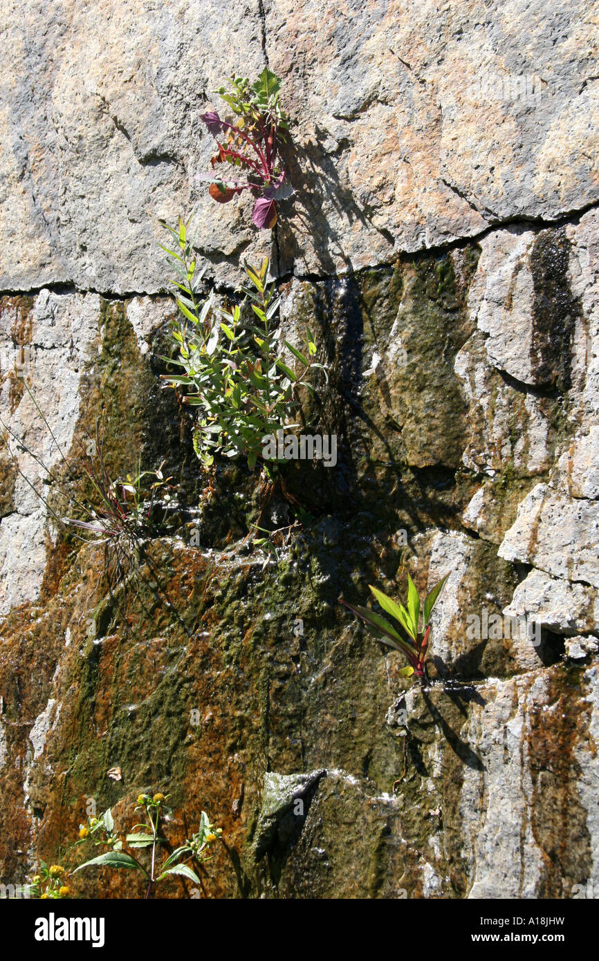 Plants growing in cracks in rocks Stock Photo - Alamy
