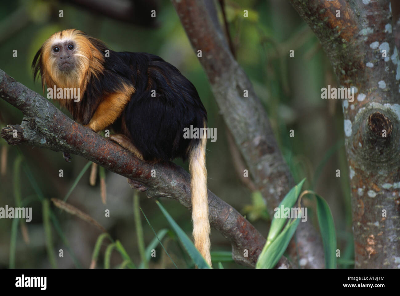 GOLDEN-HEADED LION TAMARIN Leontopithecus chrysomelas Stock Photo - Alamy