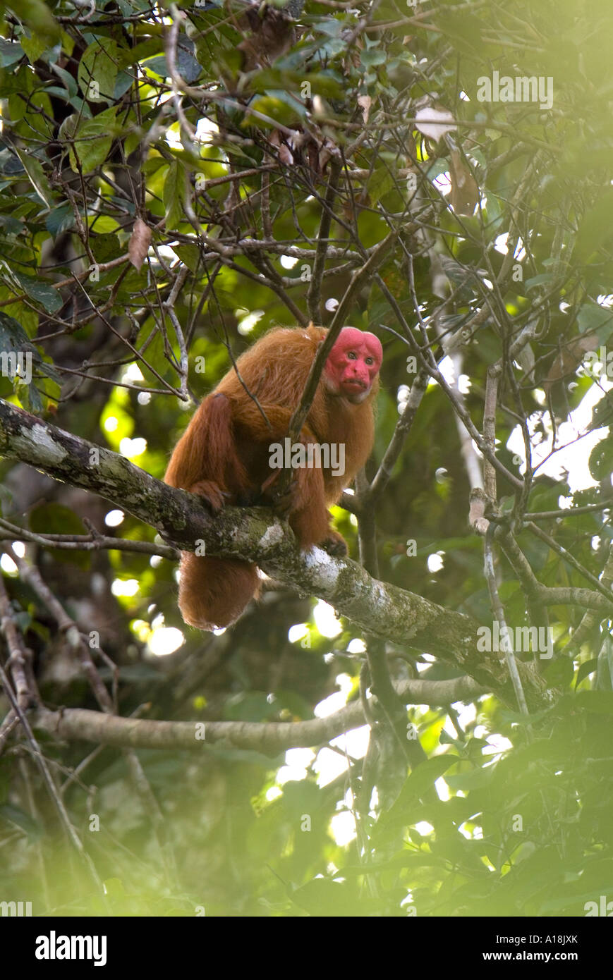 RED UAKARI MONKEY Cacajao calvus ucayalii Amazonian Rainforest, Yavari ...