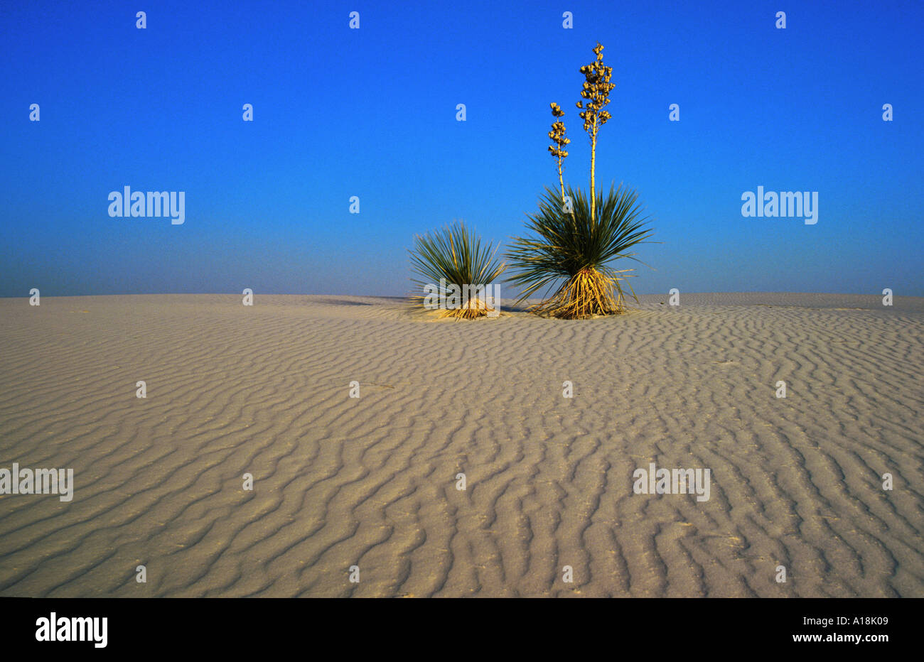 Adam's needle, weak-leaf Yucca (Yucca filamentosa), in sand desert, USA ...