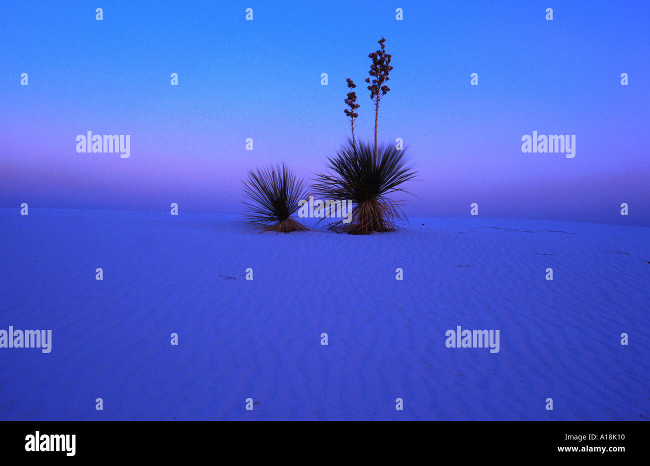Adam's needle, weak-leaf Yucca (Yucca filamentosa), in sand desert, USA ...