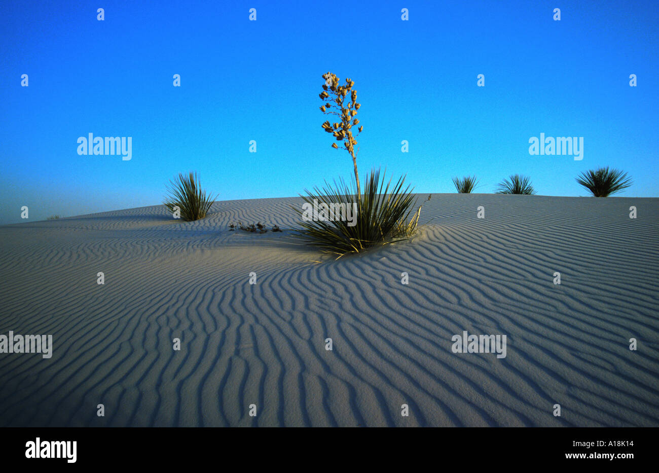 Adam's needle, weak-leaf Yucca (Yucca filamentosa), in sand desert, USA ...