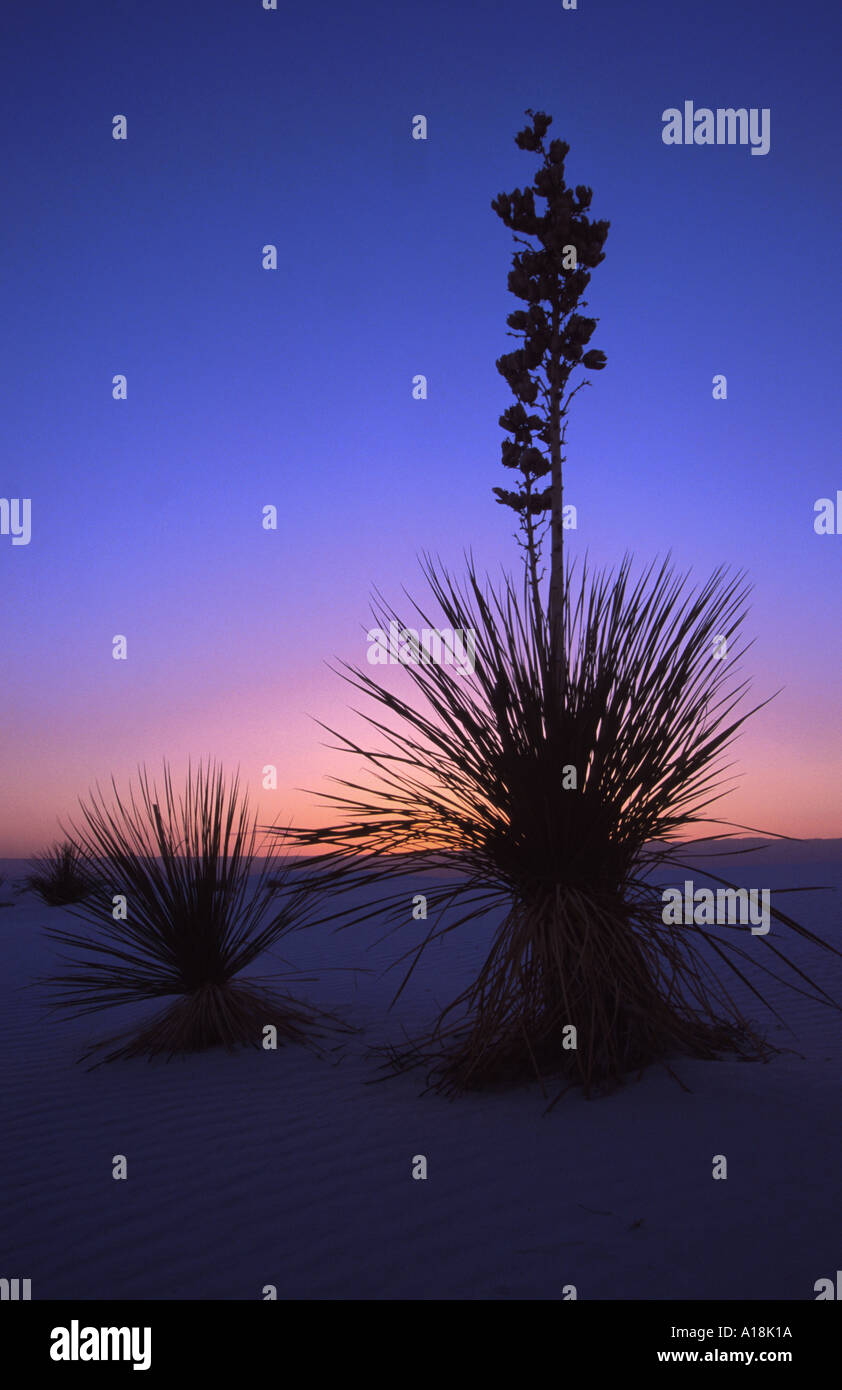 Adam's needle, weak-leaf Yucca (Yucca filamentosa), silhouette at ...