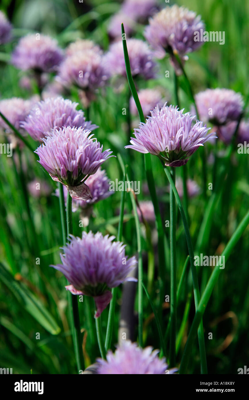 Fresh chives flowers hi-res stock photography and images - Alamy