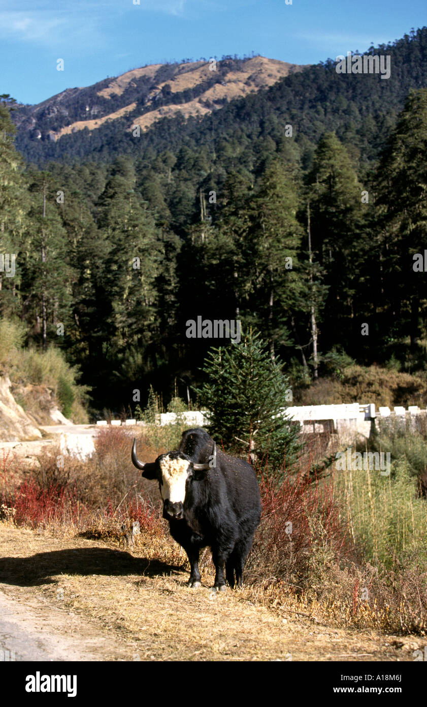 Bhutanese Yak High Resolution Stock Photography and Images - Alamy